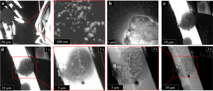 Dynamics of silver nanoparticle release from wound dressings revealed ...