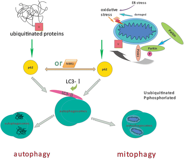 From autophagy to mitophagy: the roles of P62 in neurodegenerative ...