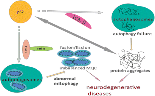 From autophagy to mitophagy: the roles of P62 in neurodegenerative ...