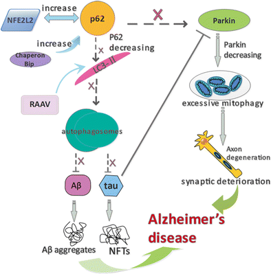 From autophagy to mitophagy: the roles of P62 in neurodegenerative ...