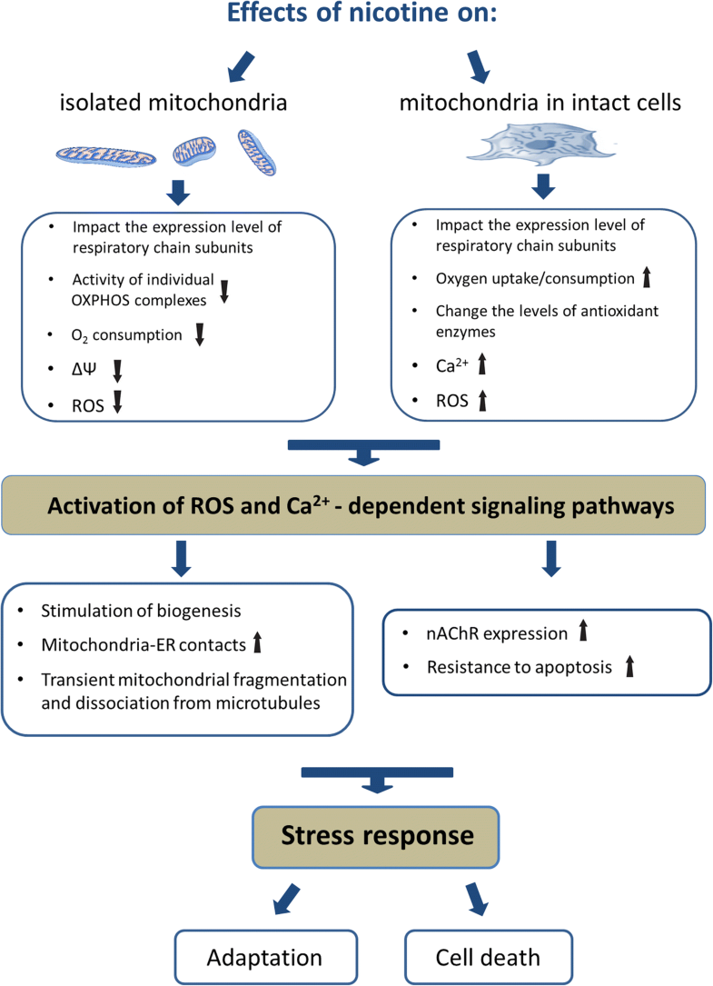 Mitochondria as a possible target for nicotine action | SpringerLink