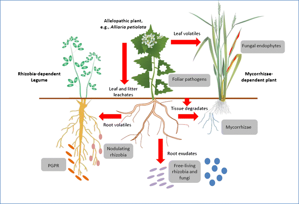 Microbes as Targets and Mediators of Allelopathy in Plants | SpringerLink