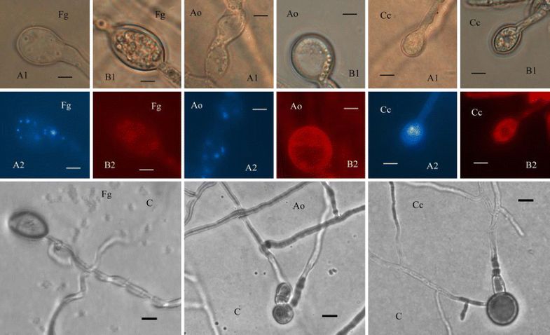 Induction of Chlamydospore Formation in Fusarium by Cyclic Lipopeptide ...