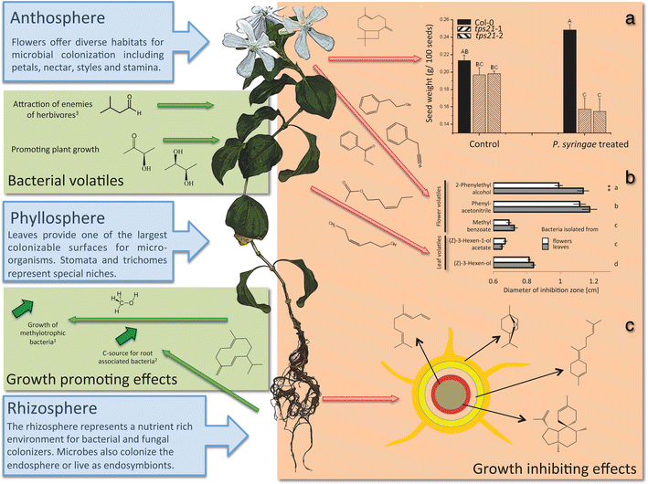 Volatile Organic Compound Mediated Interactions at the Plant-Microbe ...