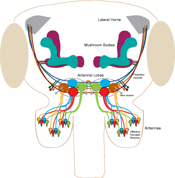 Olfactory Mechanisms for Discovery of Odorants to Reduce Insect-Host ...