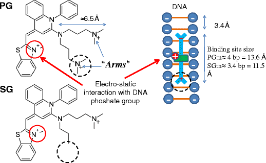 SYBR Green I: Fluorescence Properties and Interaction with DNA ...
