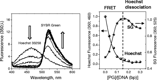 SYBR Green I: Fluorescence Properties and Interaction with DNA ...