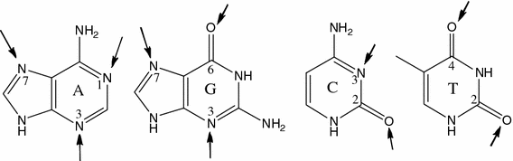 Interactions of Metal Ions with DNA and Some Applications | SpringerLink