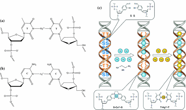 Interactions of Metal Ions with DNA and Some Applications | SpringerLink