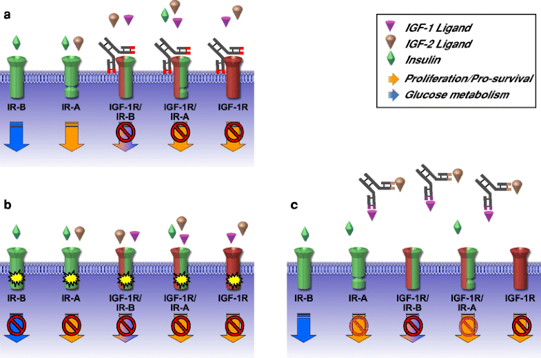 IGF-1 Receptor Inhibitors in Clinical Trials—Early Lessons | SpringerLink