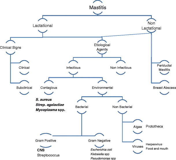 Mastitis: Comparative Etiology and Epidemiology | SpringerLink