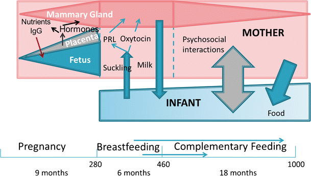 Lactation and Neonatal Nutrition: Defining and Refining the Critical ...