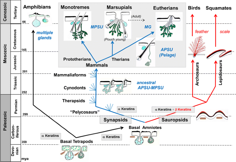 Evo-Devo of the Mammary Gland | SpringerLink