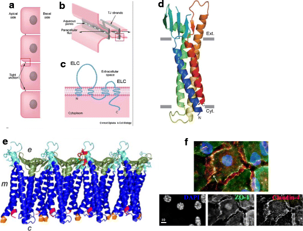 Developmental Expression of Claudins in the Mammary Gland | SpringerLink