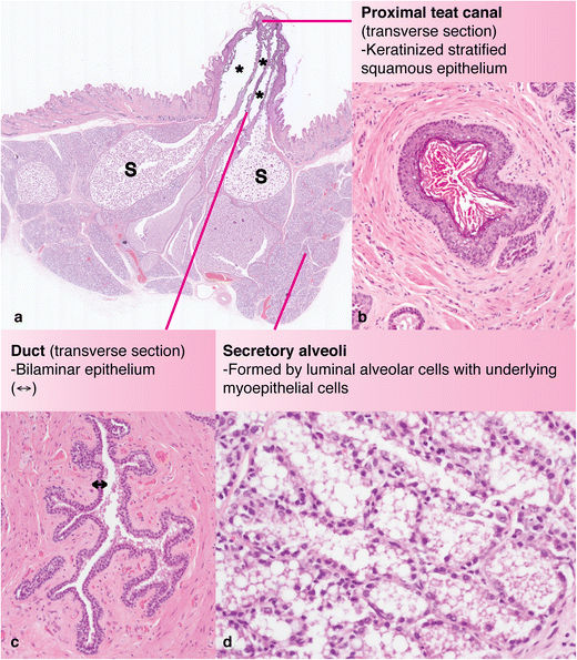 The Mammary Microenvironment in Mastitis in Humans, Dairy Ruminants ...