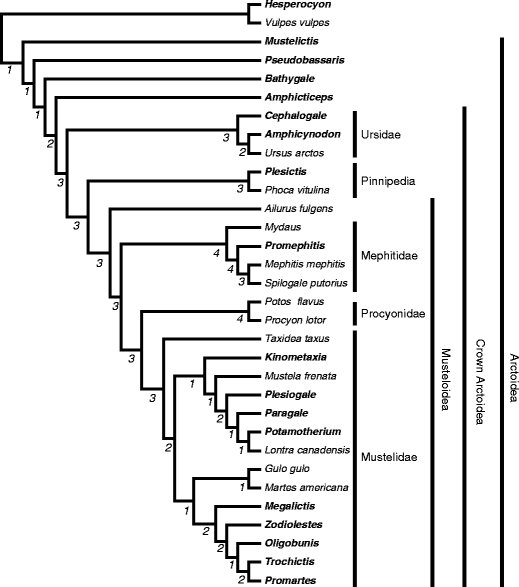 A Total Evidence Phylogeny of the Arctoidea (Carnivora: Mammalia ...