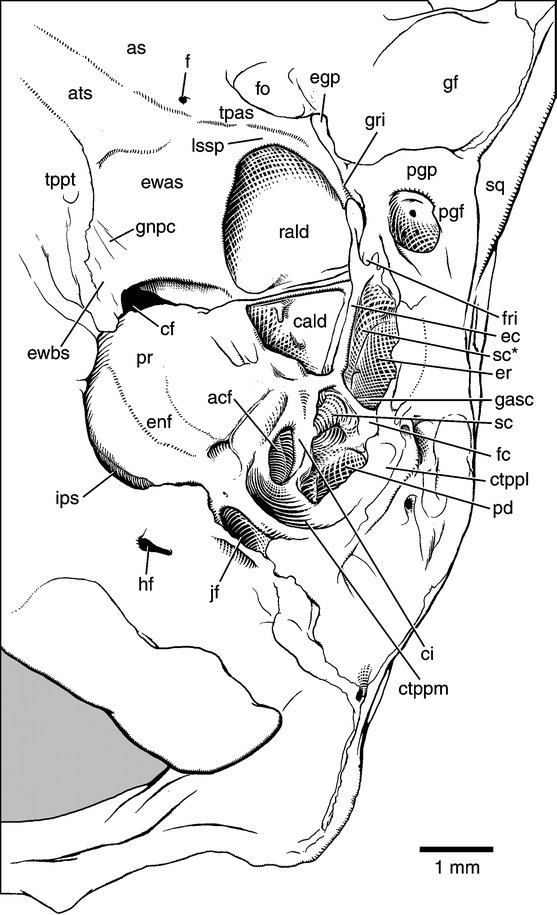 The Ear Region of the Pen-tailed Treeshrew, Ptilocercus lowii Gray ...