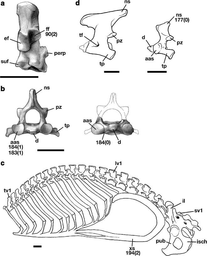 The Phylogeny of Living and Extinct Pangolins (Mammalia, Pholidota) and ...