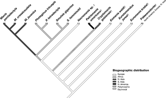 The Phylogeny of Living and Extinct Pangolins (Mammalia, Pholidota) and ...