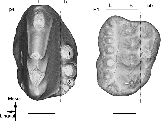 Occlusal Pattern in Paulchoffatiid Multituberculates and the Evolution ...