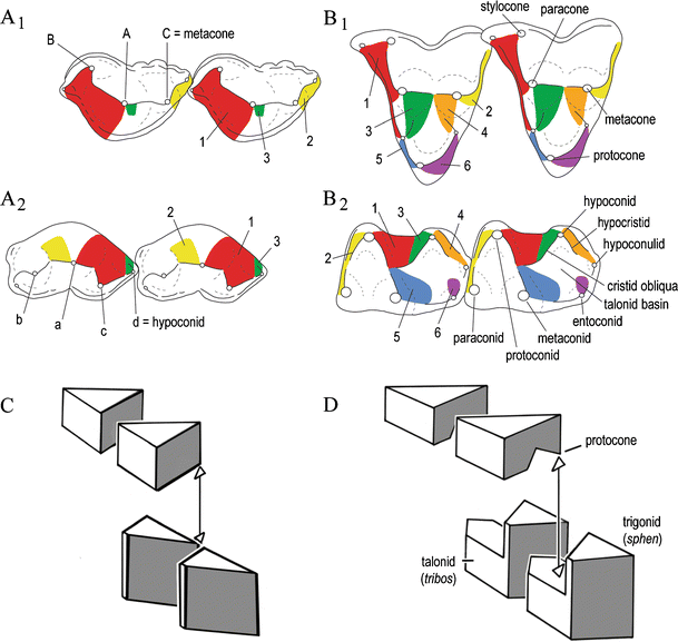 Evolution of the Tribosphenic Molar Pattern in Early Mammals, with ...