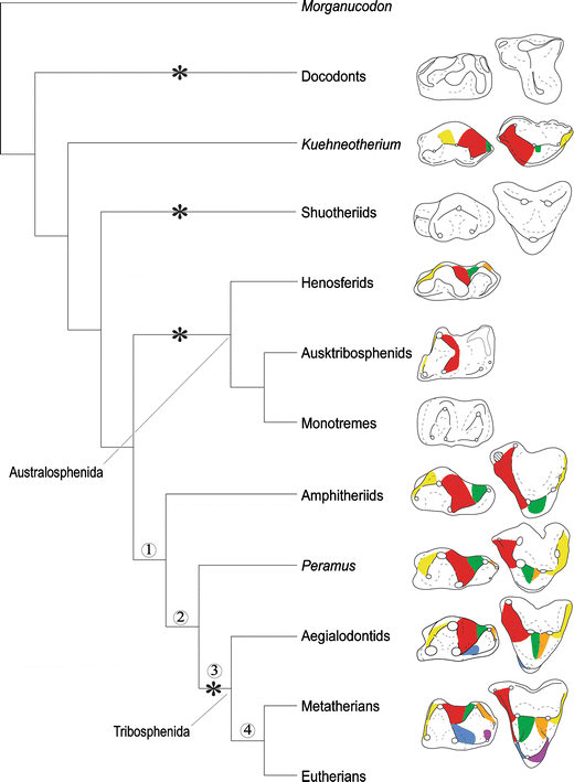 Evolution of the Tribosphenic Molar Pattern in Early Mammals, with ...