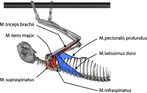 The Convergent Evolution of Suspensory Posture and Locomotion in Tree ...