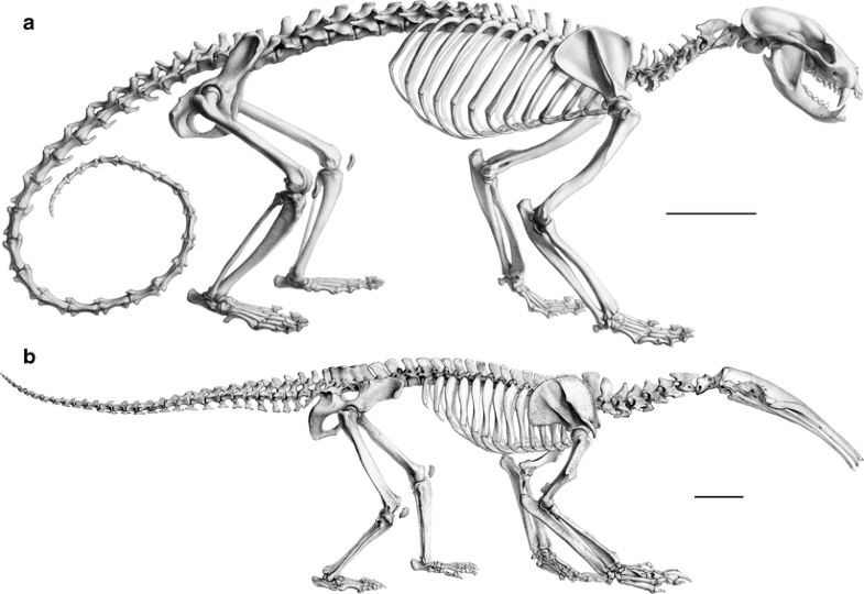 Postcranial Analysis of a Carnivoran-Like Archaic Ungulate: The Case of ...