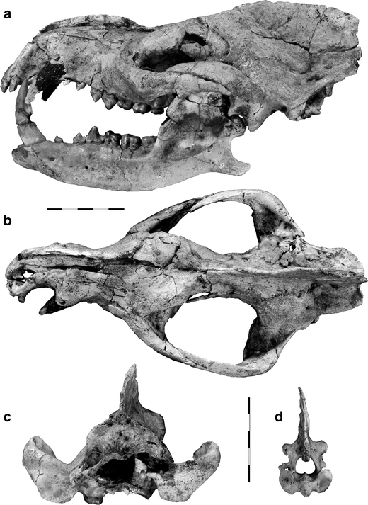 Postcranial Analysis of a Carnivoran-Like Archaic Ungulate: The Case of ...