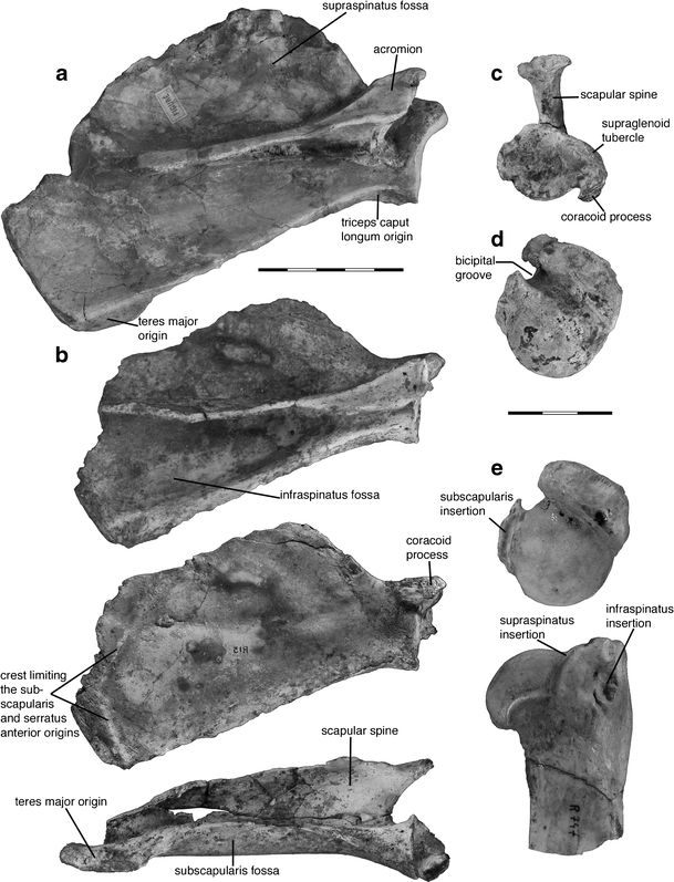Postcranial Analysis of a Carnivoran-Like Archaic Ungulate: The Case of ...