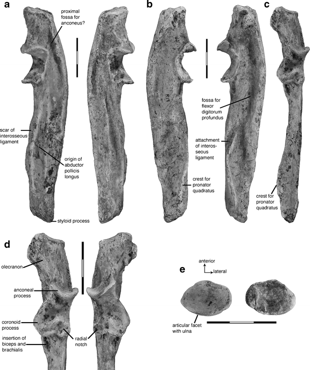 Postcranial Analysis of a Carnivoran-Like Archaic Ungulate: The Case of ...