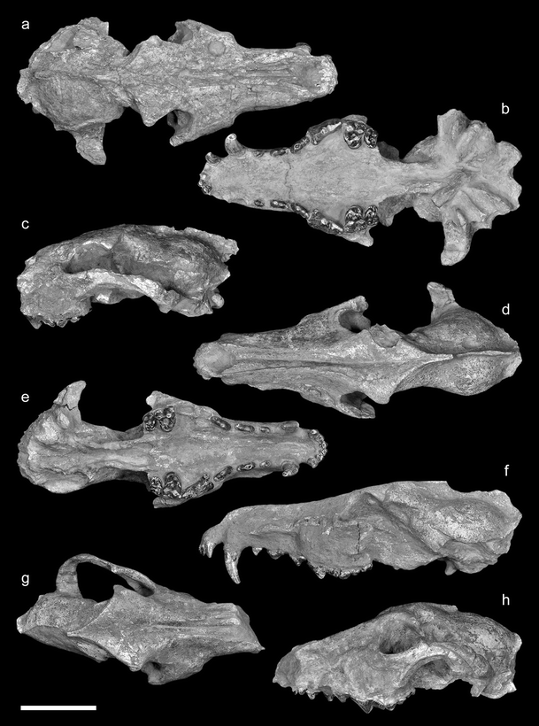 Re-Defining Canis etruscus (Canidae, Mammalia): A New Look into the ...