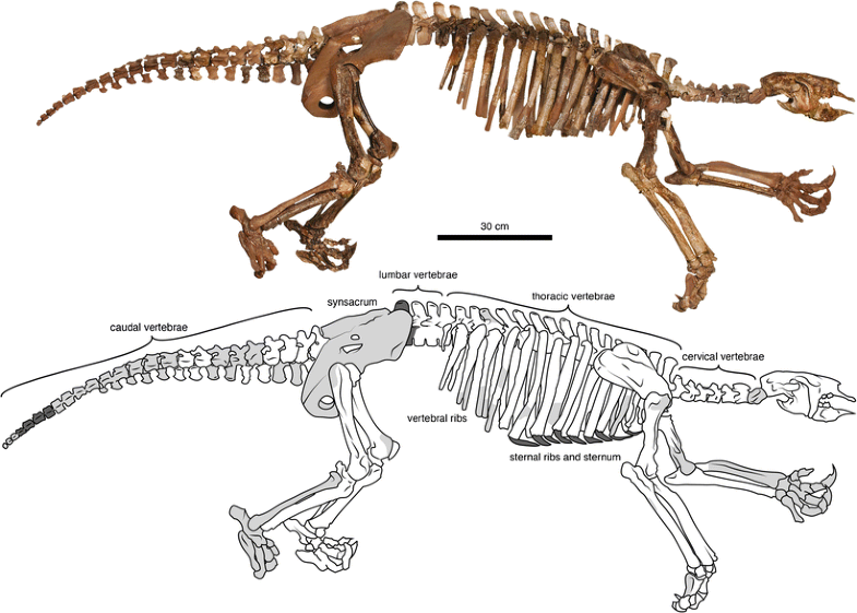 Osteology and Functional Morphology of the Axial Postcranium of the ...
