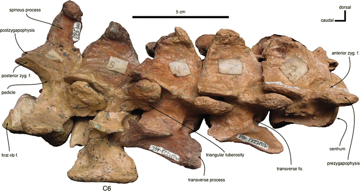 Osteology and Functional Morphology of the Axial Postcranium of the ...