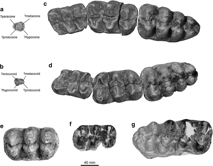 The Oldest Cranium of Sinomastodon (Proboscidea, Gomphotheriidae ...
