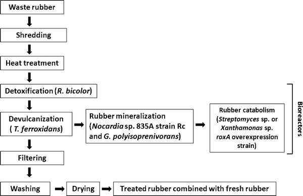 The Biodegradation of Latex Rubber: A Minireview | SpringerLink