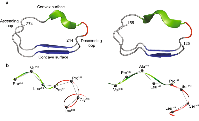 Super Secondary Structure Consisting of a Polyproline II Helix and a β ...
