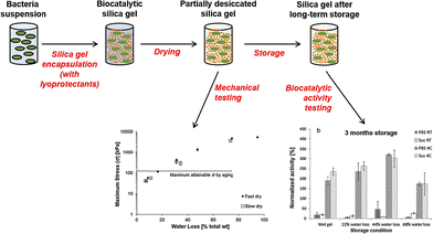Long-term preservation of silica gel-encapsulated bacterial ...