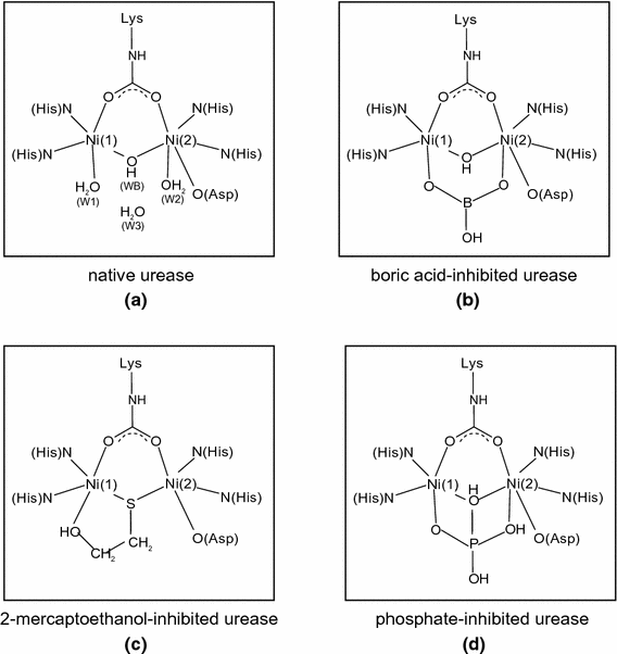 Thermodynamic study of competitive inhibitors’ binding to urease ...