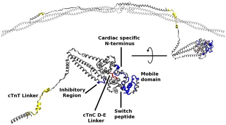 Troponin structure and function: a view of recent progress | SpringerLink