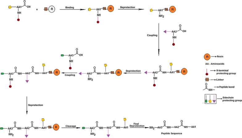 Peptides as ‘Drugs’: The Journey so Far | SpringerLink