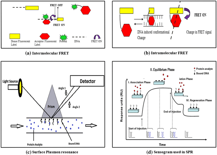 DNA–protein interactions: methods for detection and analysis | SpringerLink