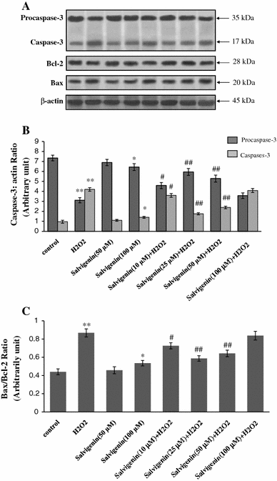 Increase of autophagy and attenuation of apoptosis by Salvigenin ...