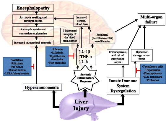 Systemic inflammation and ammonia in hepatic encephalopathy | SpringerLink
