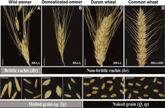 Domestication evolution, genetics and genomics in wheat | SpringerLink