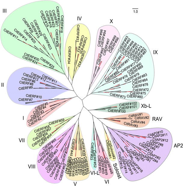 Isolation, classification and transcription profiles of the AP2/ERF ...