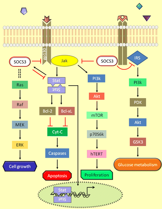 Methylation and microRNA-mediated epigenetic regulation of SOCS3 ...