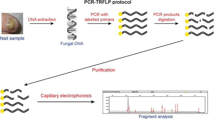 Diagnosis of Dermatophytosis Using Molecular Biology | SpringerLink