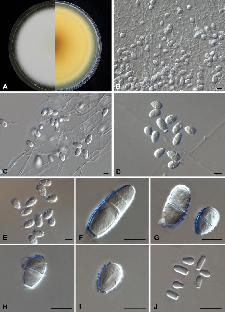 Molecular and Phenotypic Characterization of Nannizzia ...