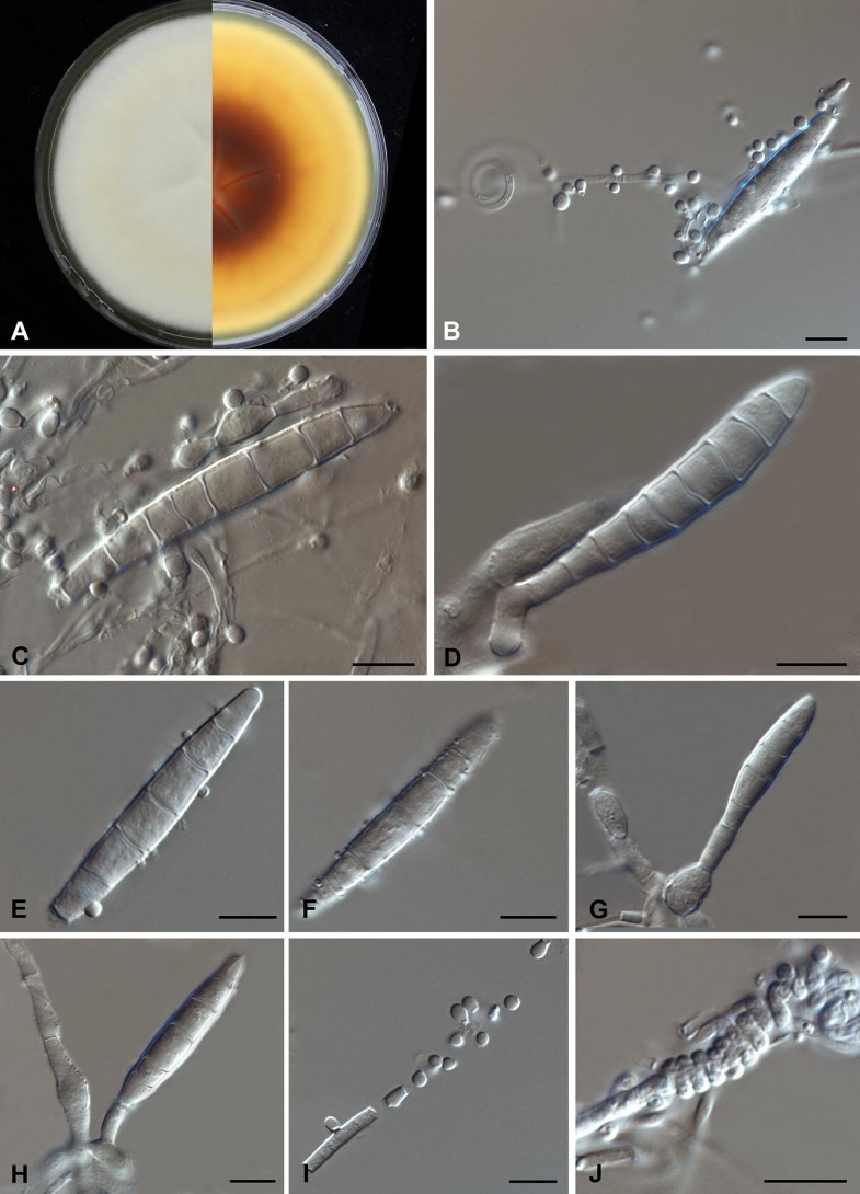 Molecular and Phenotypic Characterization of Nannizzia ...